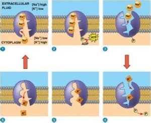 AP BIO Chapter Membrane Structure And Functions Diagram Quizlet