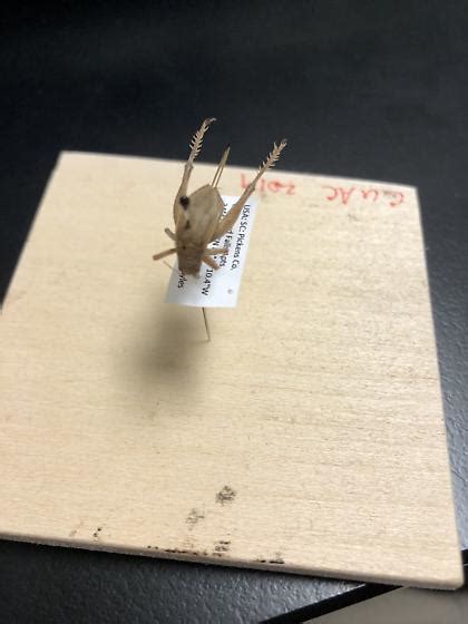 Unknown Bugguide Net