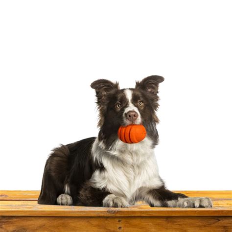 Orange Chew Toy Treats Dispenser
