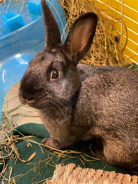 94 1 The Breeze Meet Luke Skyhopper 🐇 Hes The Cute