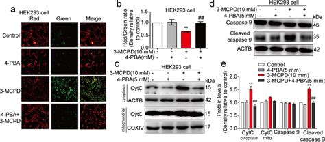 4 Pba Alleviates Mitochondrial Apoptosis Induced By 3 Mcpd In Hek293 Download Scientific