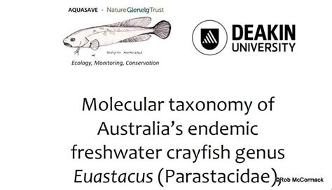 Molecular Taxonomy Report The Australian Crayfish Project