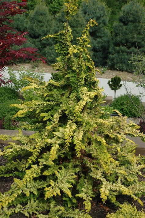 Chamaecyparis Obtusa Fernspray Gold The Site Gardener
