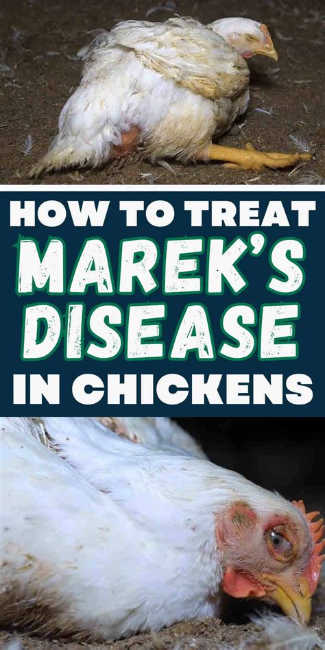 Mareks Disease In Chickens Identify Causes Treatment And Prevention