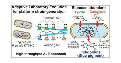 Pseudomonas Putida Kt2440