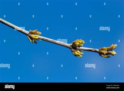 Budding Buds On A Tree Branch In Early Spring Macro Early Spring A Twig On A Blurred