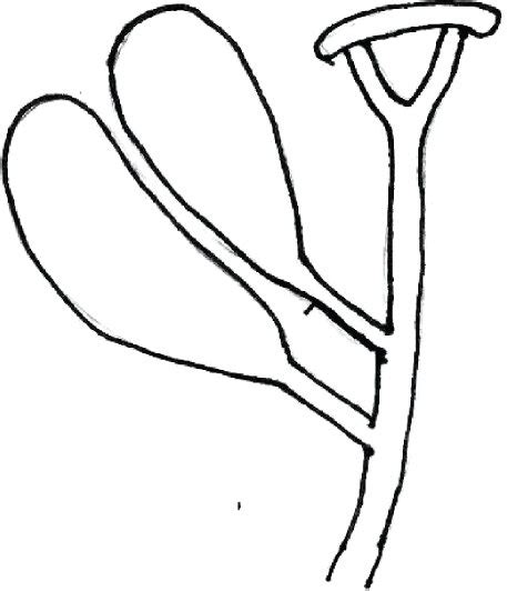 Classification Of The Duplication Of The Gallbladder Download