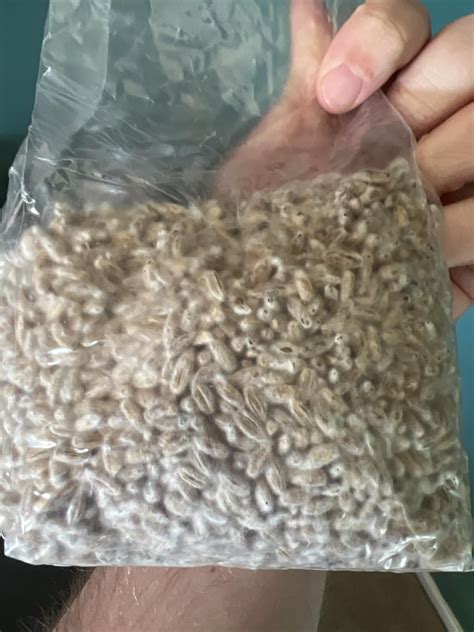 Fs22 Planted Grass Question Rfarmingsimulator