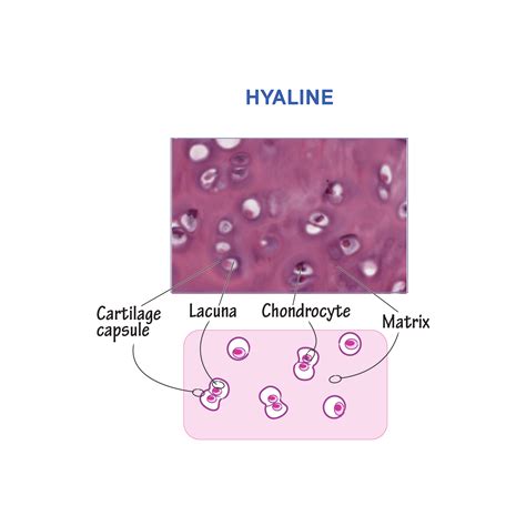 Histology Glossary Histology Cartilage Ditki Medical And Biological
