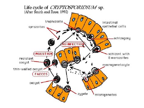 Apicomplexa Structure Phylum Apicomplexa Class Sporozoea Subcl Coccidia