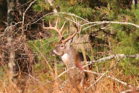 Hunting In Pine