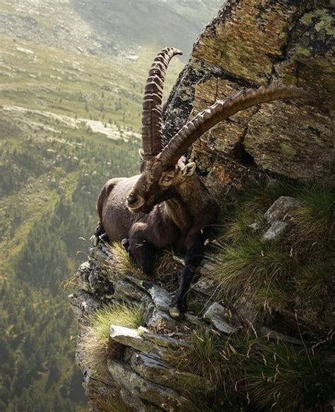 Горный козел#Животные #Горный_козёл #альпийский_горный_козел #mountain ...