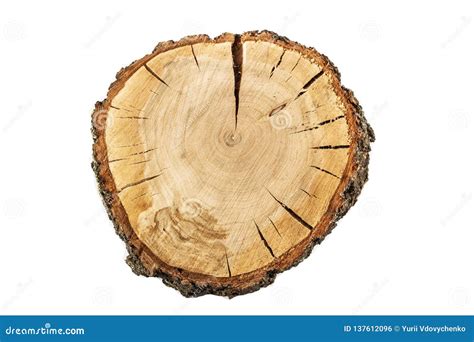 Tree Slice Cross Section With Tree Rings That Show The Age Of An Organic Background Isolated