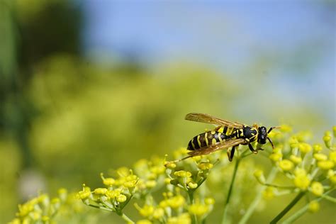 60 000 무료 검정 노랑 라인 And 라인 아트 이미지 Pixabay