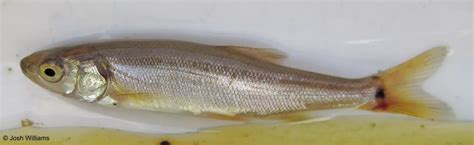 Northern Pikeminnow Oregon Sea Grant Oregon State University