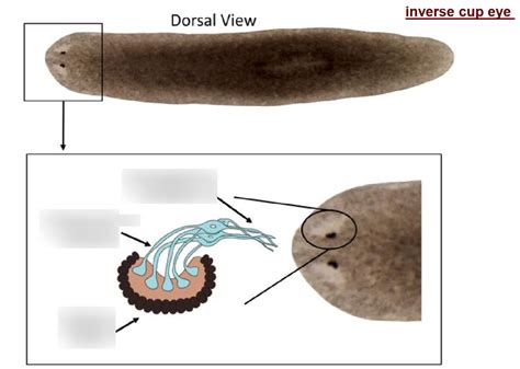 Aa3 Flatworm Eyes Diagram Quizlet
