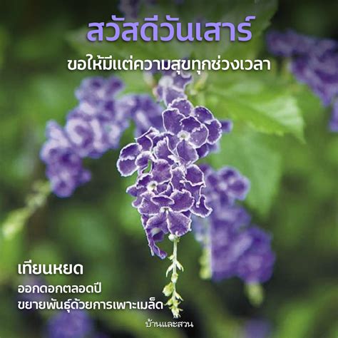 สวัสดีวันเสาร์ โหลดฟรี พร้อมความรู้และคำอวยพร บ้านและสวน