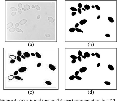 Figure 1 From Comparing Yeast Cells Segmentation Through Hierarchical