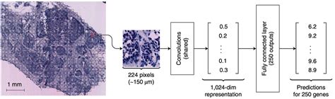 Integration Of Spatial Transcriptomics And Histology Images By Joey Xy Medium