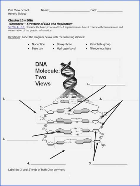 50 Dna Base Pairing Worksheet Chessmuseum Template Library