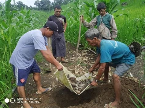 ဆွမ်ပရာဘွမ်မြို့နယ်ထဲက ကျေးရွာအများစု ကြွက်ဘေးအန္တရာယ်ကြောင့် ရိတ်စရာစပါးမရှိတဲ့ အခြေအနေထိ ဖြစ