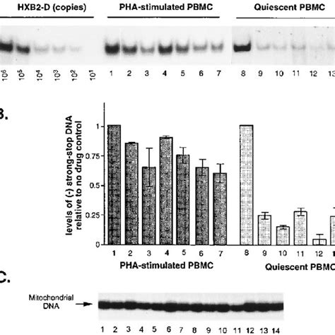 Schematic Representation Of In Vitro Hiv 1 Reverse Transcription Download Scientific Diagram