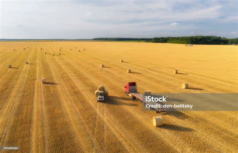 건초 베일트럭의 공중 보기 농업 기계 석양이 될 때 곡물 작물을 수확한 후 모따기밭과 건초 더미가 쌓입니다 맨 위 보기 트랙터는 트레일러와 트럭에 건초 베일을로드합니다 수확