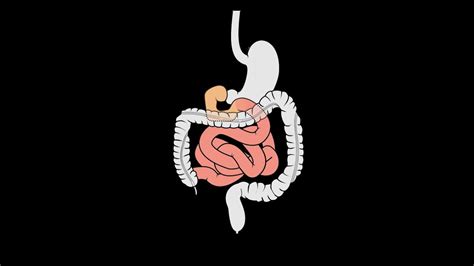 Ingichka Ichak Intestinum Tenue Anatomy Youtube