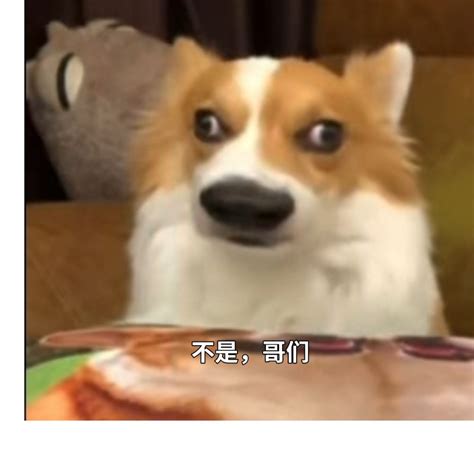 不是，哥们 网友制作的meme梗图