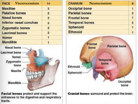 A P Lab Practical Axial Skeleton Flashcards Quizlet