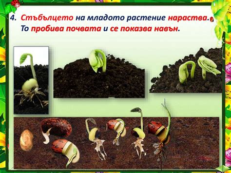 Развитие на растенията презентация онлайн