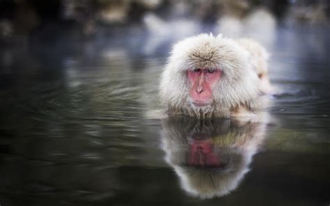 Japanese Macaque Wallpapers Wallpaper Cave