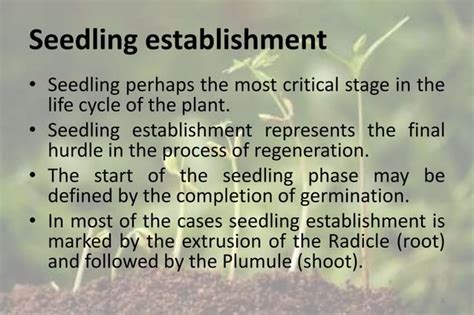Seedling Functional Type PPT