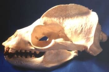 California Sea Lion Male Skull Replica Marine Biology Model