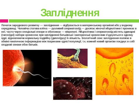 Статеве розмноження людини презентація з біології
