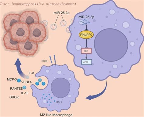 李新钢教授团队发文揭示脑胶质瘤重塑肿瘤微环境新机制 山东大学脑与类脑科学研究院