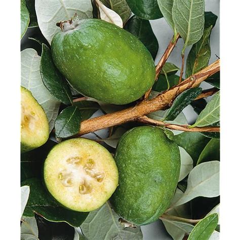 Feijoa Sellow Coolidge Ou Goyavier Du Brésil Graines Baumaux