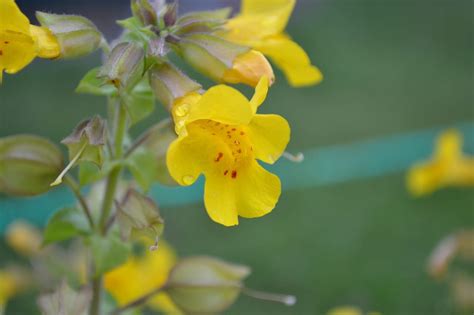 Mimulus Heelbron