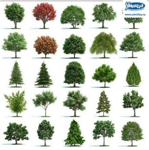 Какие бывают деревья в средней полосе
