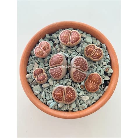 Lithops Kiku Set 1 Monster Horn Kiku Shopee Malaysia