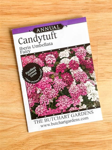 How To Grow Candytuft From Seed