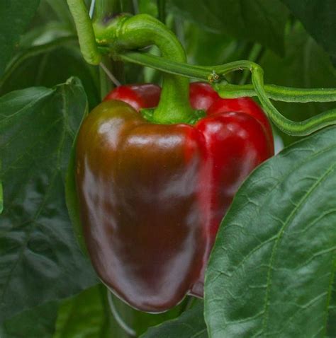 ආරක්ශිත ගෘහ තුල බෝග වගාව Welimada