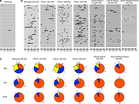 Nucleotide Sequence Analysis Of Vjλ Segments To Detect Ig Gene