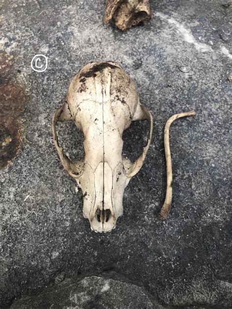 Struggling To Tell The Sex Of Raccoon Labeled “b” Comparing It To My Other Raccoon Skulls “a