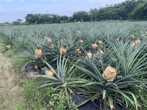 Mango Float Mango Float Krabi Mfkmangohq