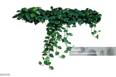 하트 모양의 녹색 잡 색 잎 악마 U2019s 아이비 또는 황금 Pothos 매달려 인기 Houseplant 될 열 대 숲 식물 덩굴 클리핑 경로와 흰색 배경에 고립 된