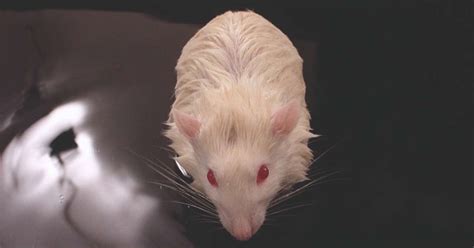 Alzheimers Prevent Instead Of Cure Noldus