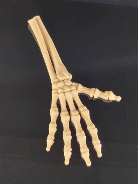 Articulated Skeleton Hand 3d Printed Etsy