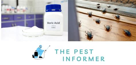The Power Of Boric Acid For Roaches We Tested Using Boric Acid For Cockroaches The Pest Informer