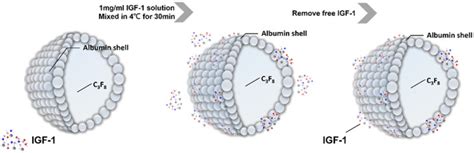 Combined Use Of Microbubbles Of Various Sizes And Single‐transducer Dual‐frequency Ultrasound